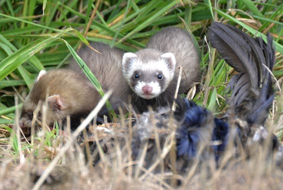 Roadside feast for baby ferrets – Number 8 Network