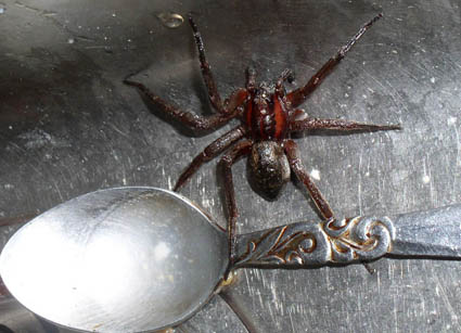 Spider in sink – Number 8 Network