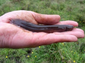 Saving the mudfish – Number 8 Network