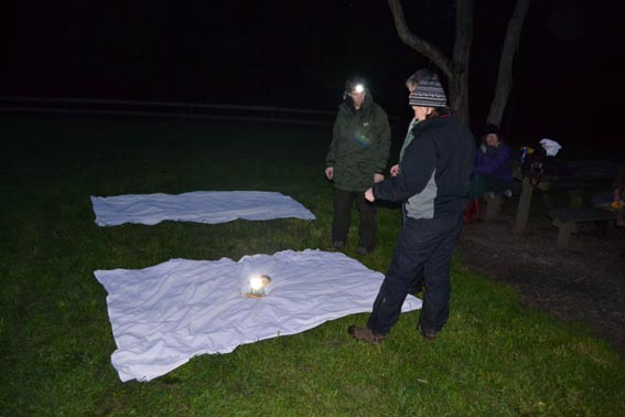 Moth hunting at Pukemokemoke – Number 8 Network