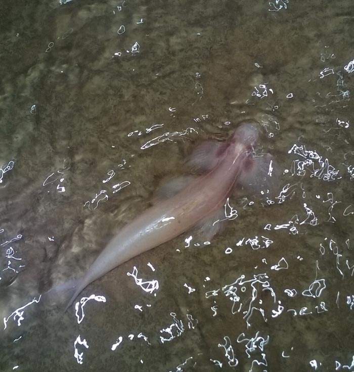 Fish – Number 8 Network