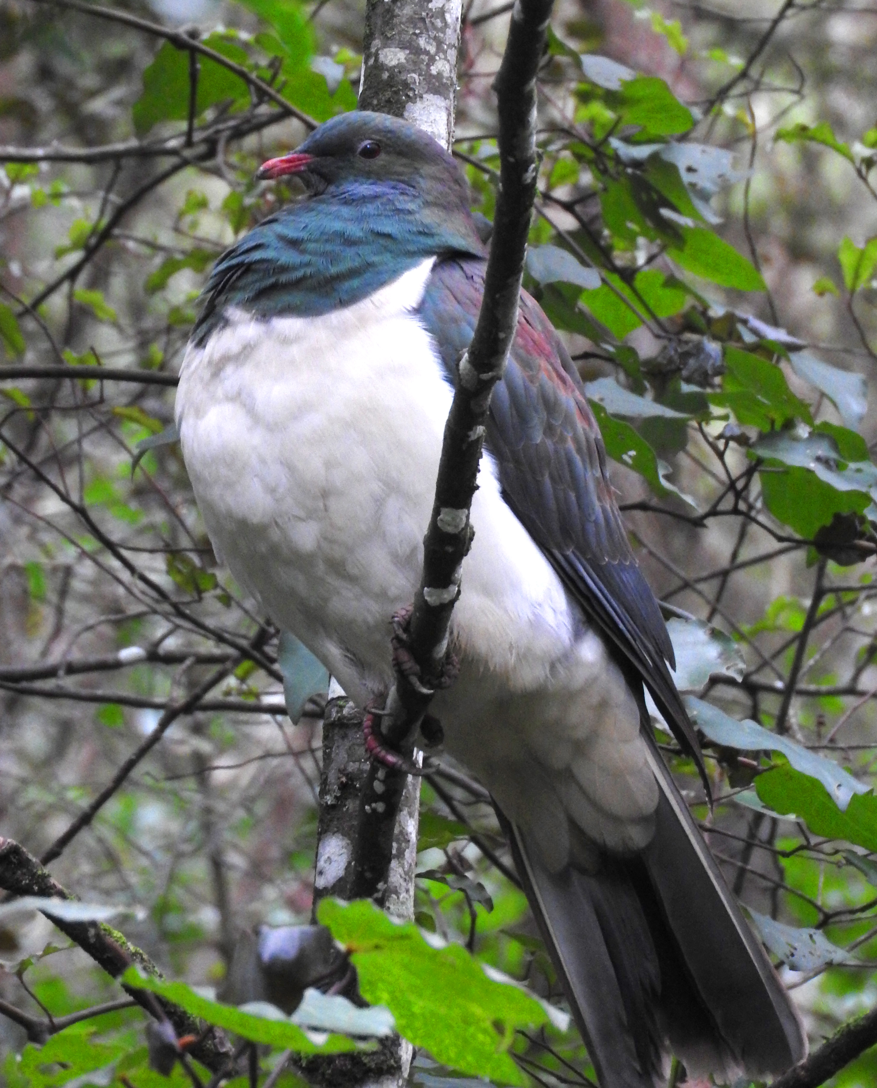 Pukemokemoke pigeon – Number 8 Network