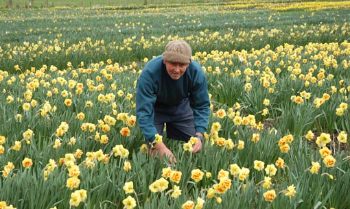 Clandon Daffodils – Number 8 Network