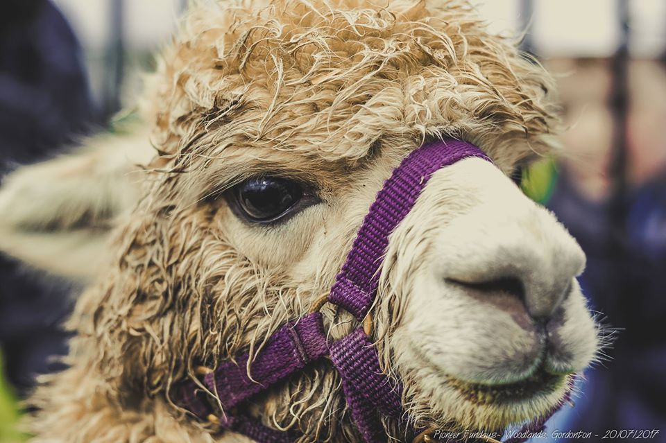 alpaca – Number 8 Network