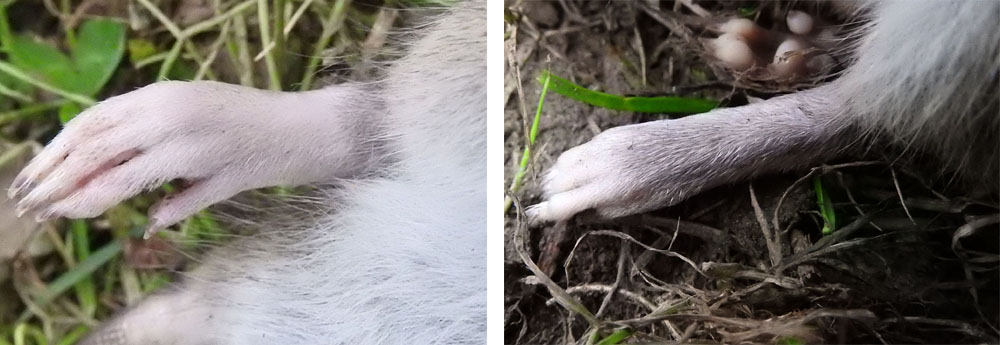 Norway and ship rat feet – Number 8 Network