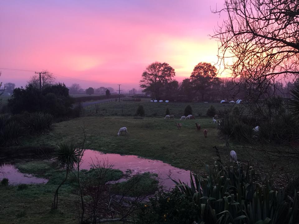 alpaca morning – Number 8 Network