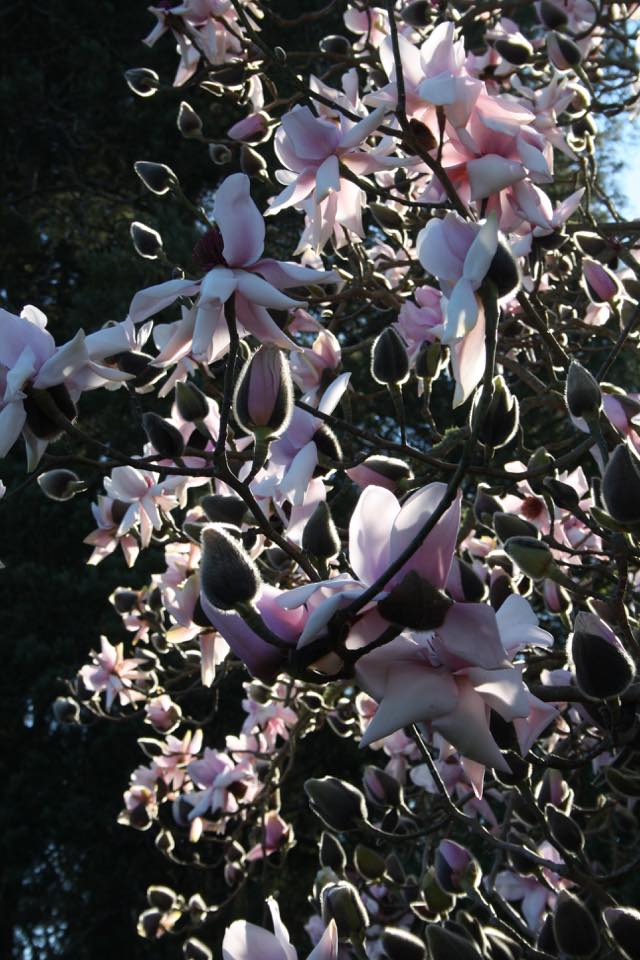 Magnolia iolanthe – Number 8 Network