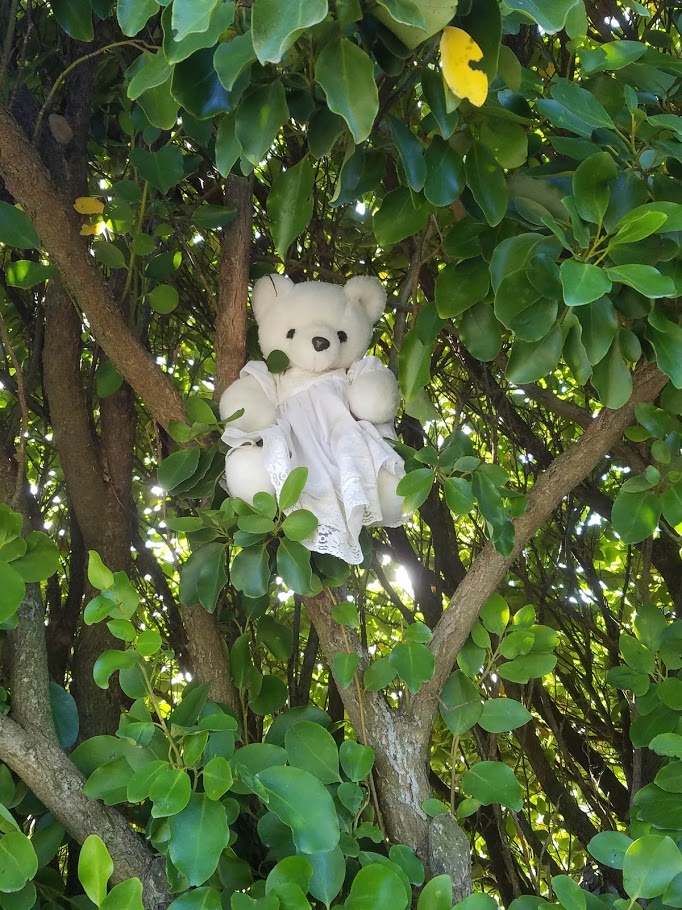 Teddy in tree – Number 8 Network