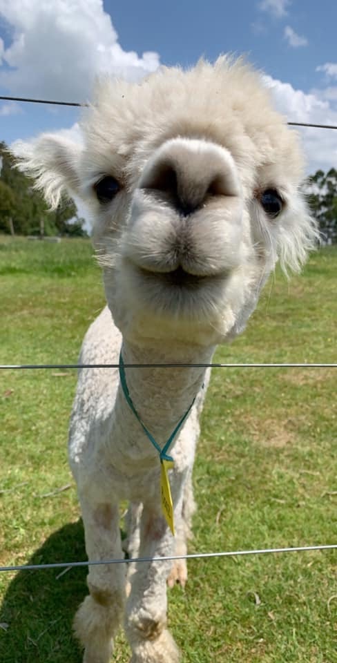 Cornerstone Alpaca Stud – Number 8 Network